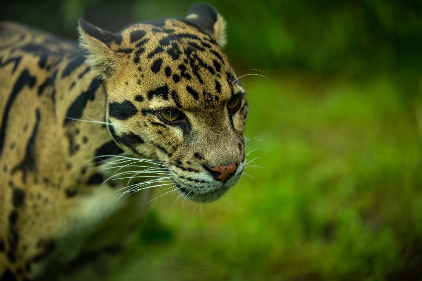 A jaguatirica pantaneira - Fazenda San Francisco