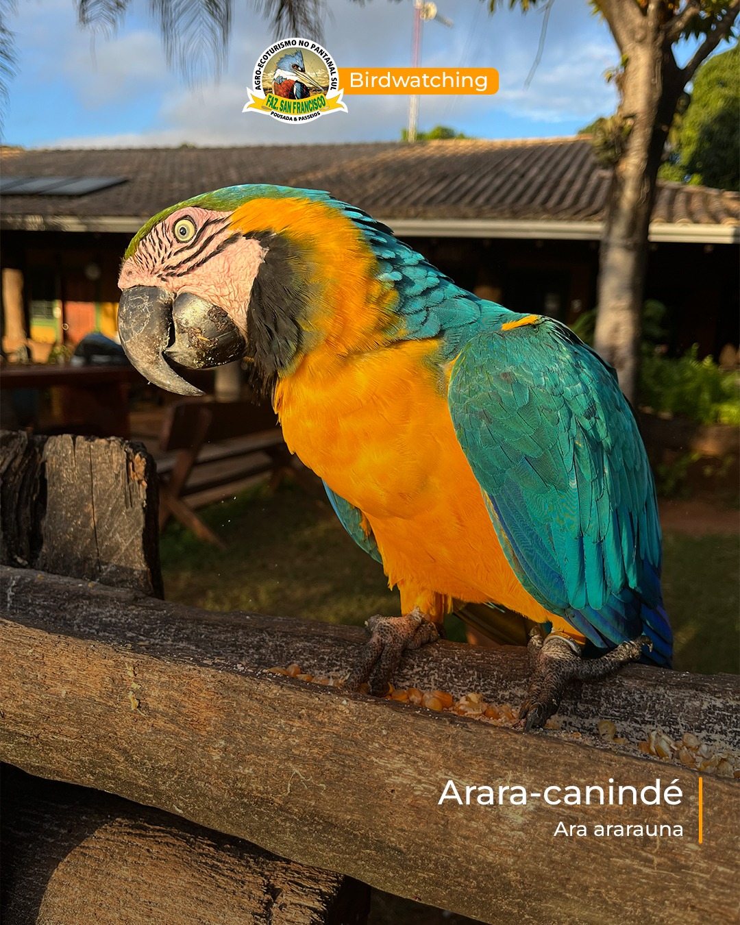 ARARÁ-CANINDÉ - Fazenda San Francisco